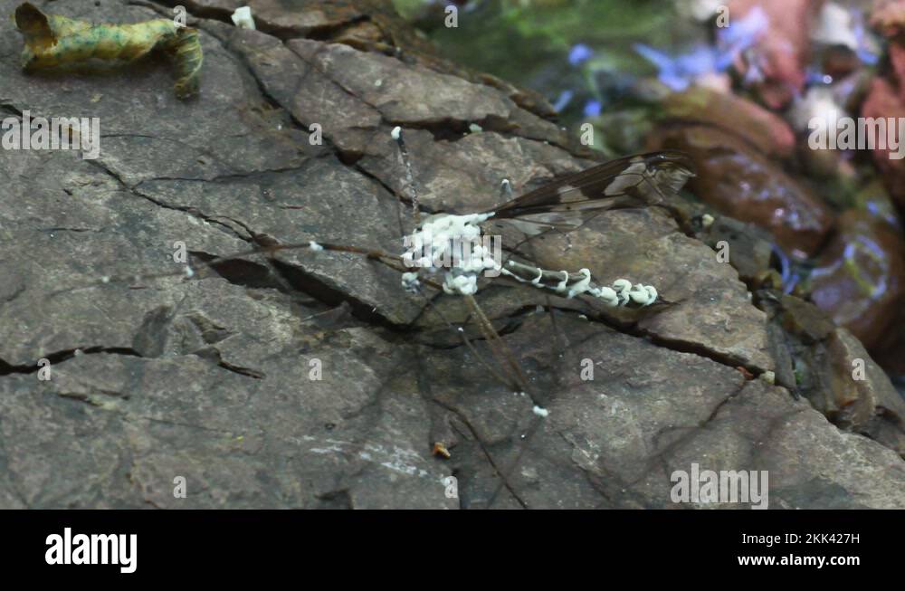 Fungus killed crane fly, Tipula sp, crane fly is attacked by fungus ...