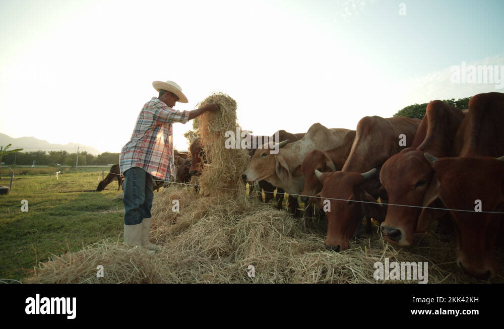an Asian male farmer in a rural area feeding a herd of cows with hay or ...