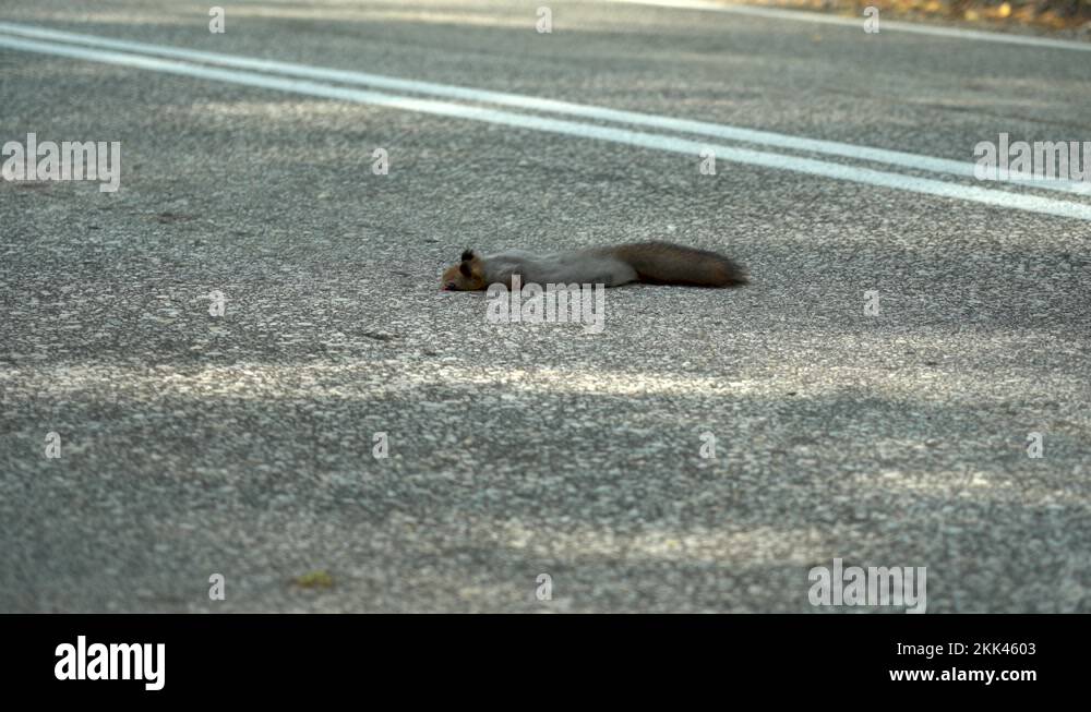 Dead squirrel killed Stock Videos & Footage - HD and 4K Video Clips - Alamy