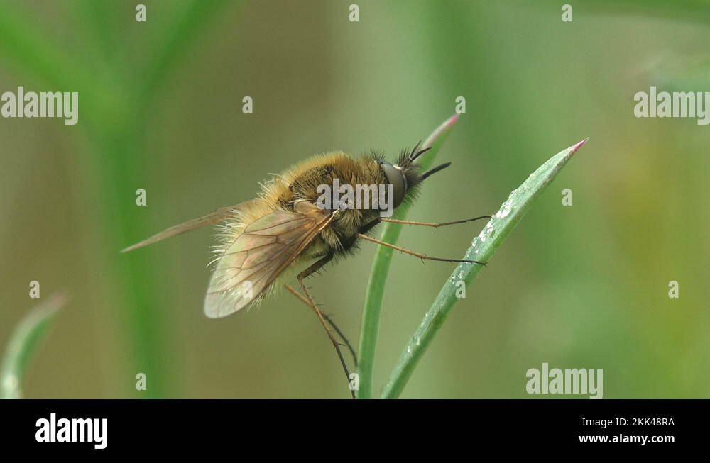A parasitic fly Stock Videos & Footage - HD and 4K Video Clips - Alamy