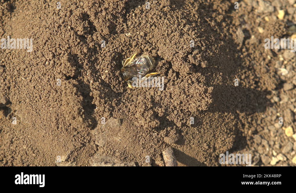 Young honey bee expands fossa, burrow for laying eggs and reproduction ...