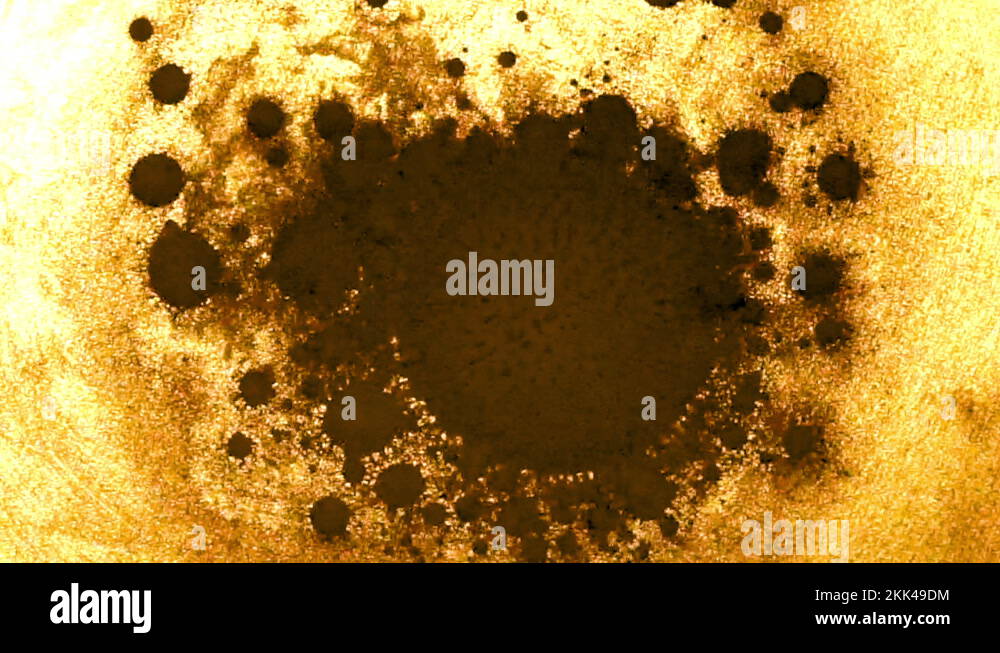 A large globule of lycopodium spores swallows up smaller masses Stock ...