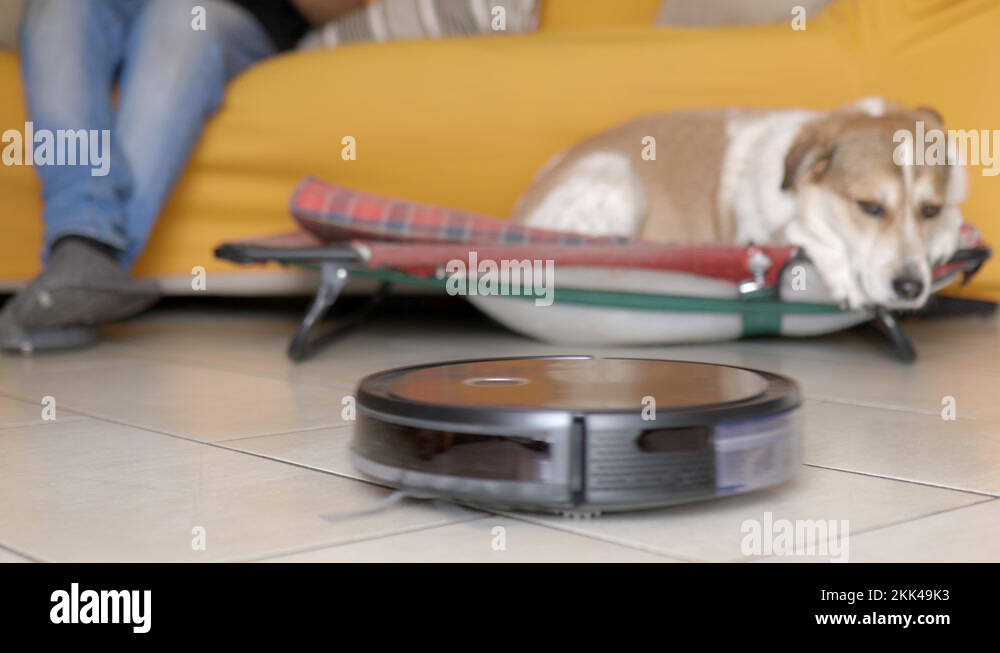 Cleaning robot does housework while a person and his brown and white ...