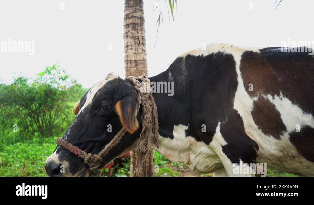 Common cattle Stock Videos & Footage - HD and 4K Video Clips - Alamy