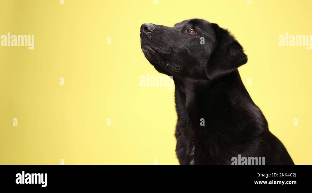 Labrador side view Stock Videos & Footage - HD and 4K Video Clips - Alamy