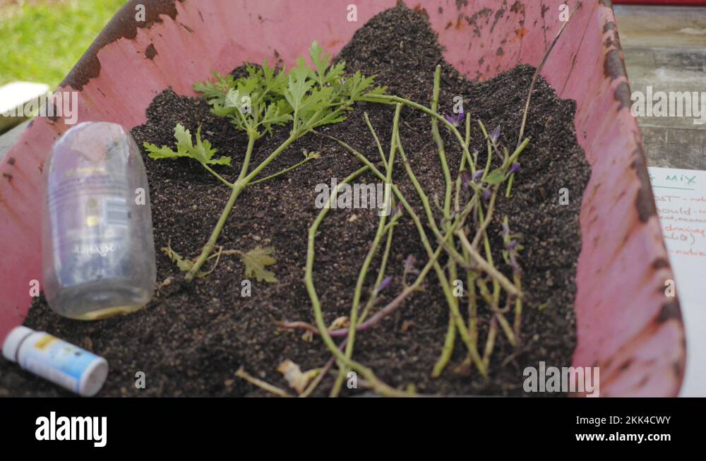 Plant mould Stock Videos & Footage - HD and 4K Video Clips - Alamy