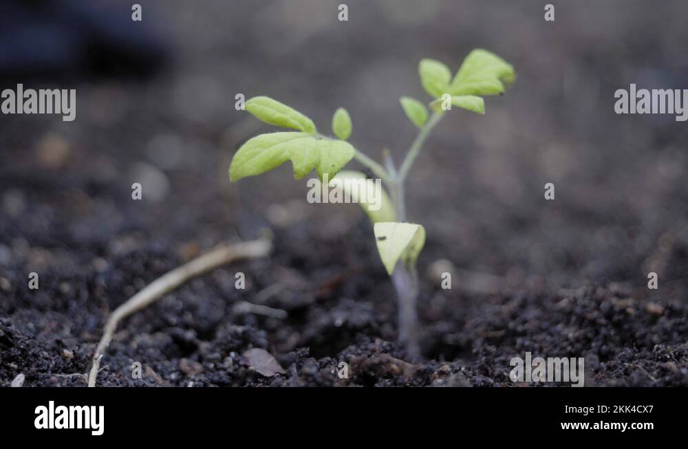 Budding plant Stock Videos & Footage - HD and 4K Video Clips - Alamy