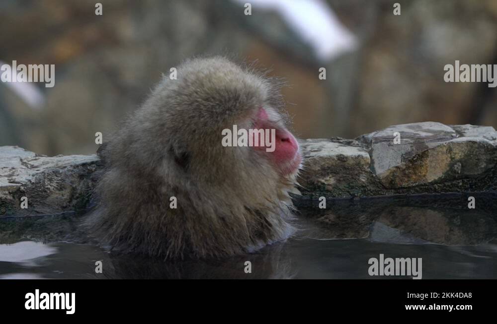 Snow monkeys in thermal pool Stock Videos & Footage - HD and 4K Video ...