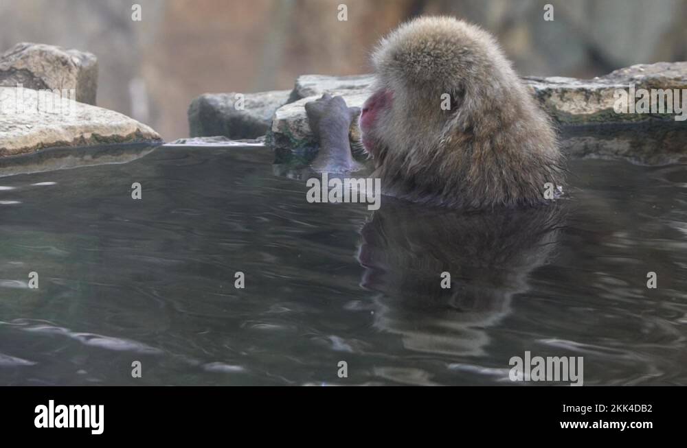 Slow motion of a wild monkey that enters a hot spring. Macaca fuscata ...