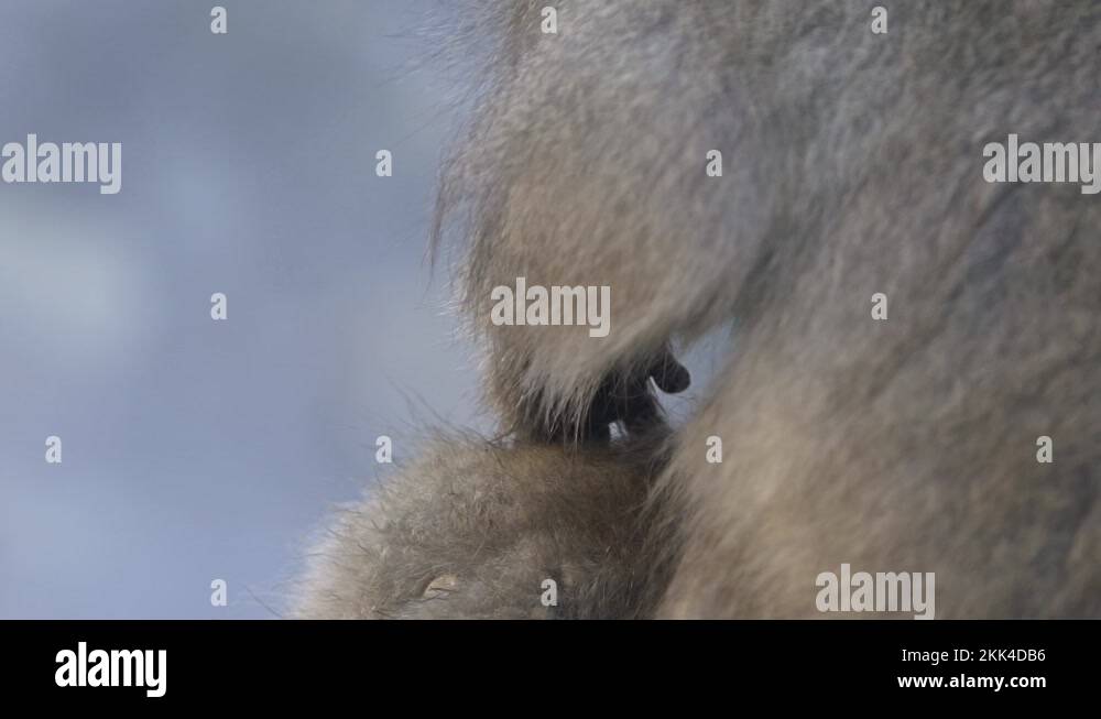 Slow motion of famous snow monkeys grooming in a natural hot spring ...