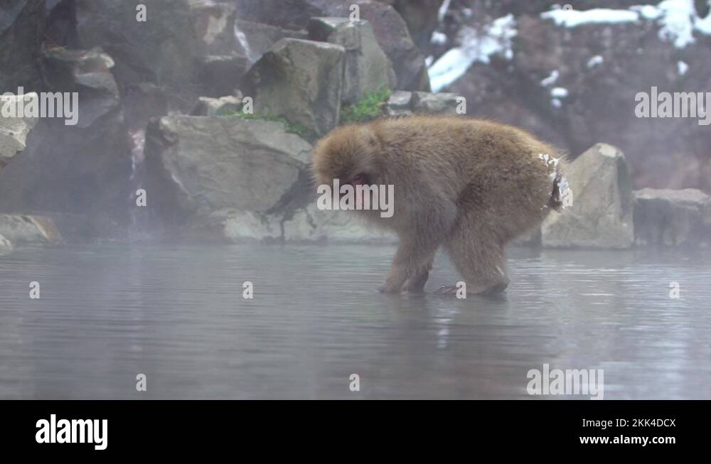 The famous snow monkeys drinking water in natural onsen hot springs of ...