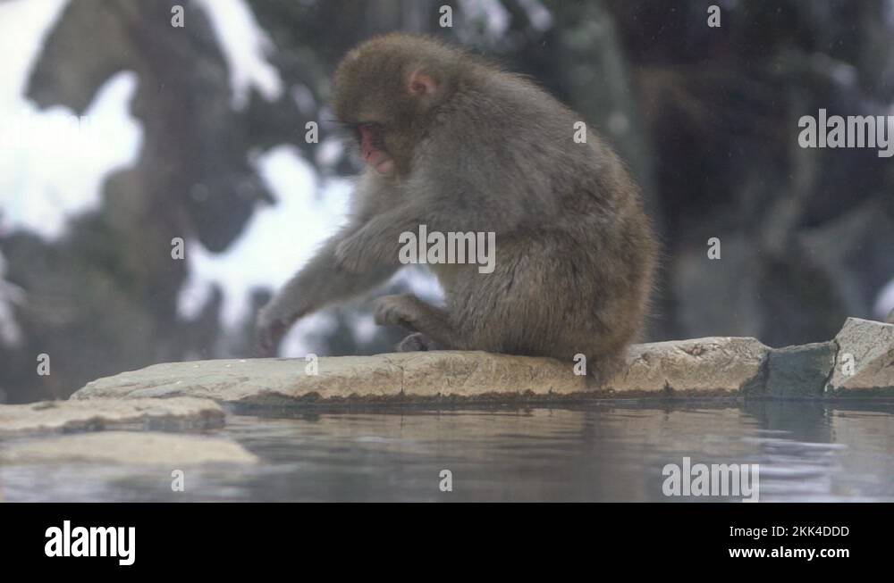 Animal onsen Stock Videos & Footage - HD and 4K Video Clips - Alamy