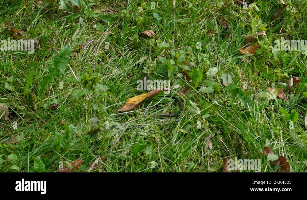 Little black snake crawling on the ground. Small snake that creeps ...