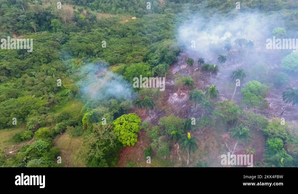 Congo rain forest deforestation Stock Videos & Footage - HD and 4K ...