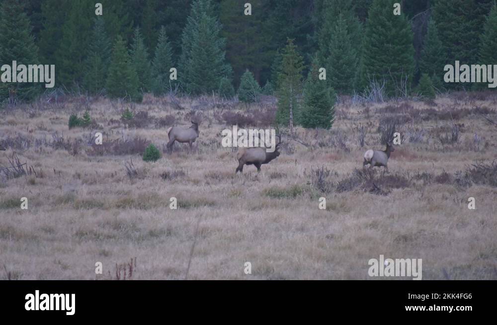 Elk moving Stock Videos & Footage - HD and 4K Video Clips - Alamy
