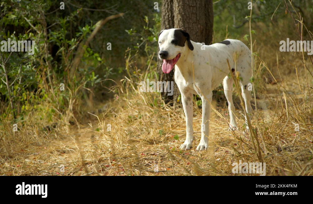 Large pointer dog Stock Videos & Footage - HD and 4K Video Clips - Alamy
