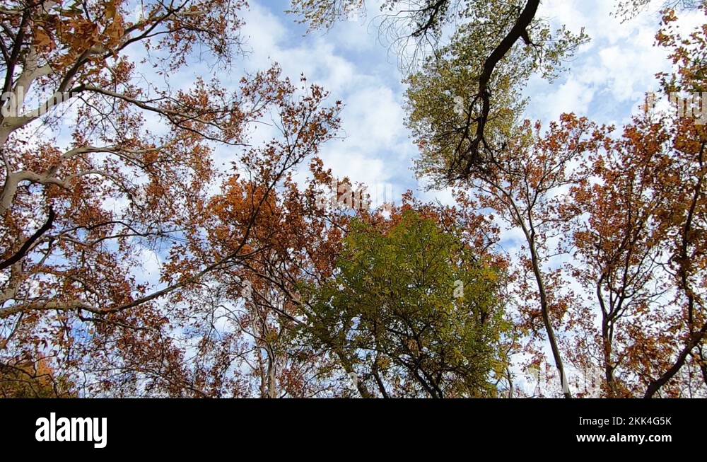 Low angle, tall trees with colorful fall foliage shake in the wind ...