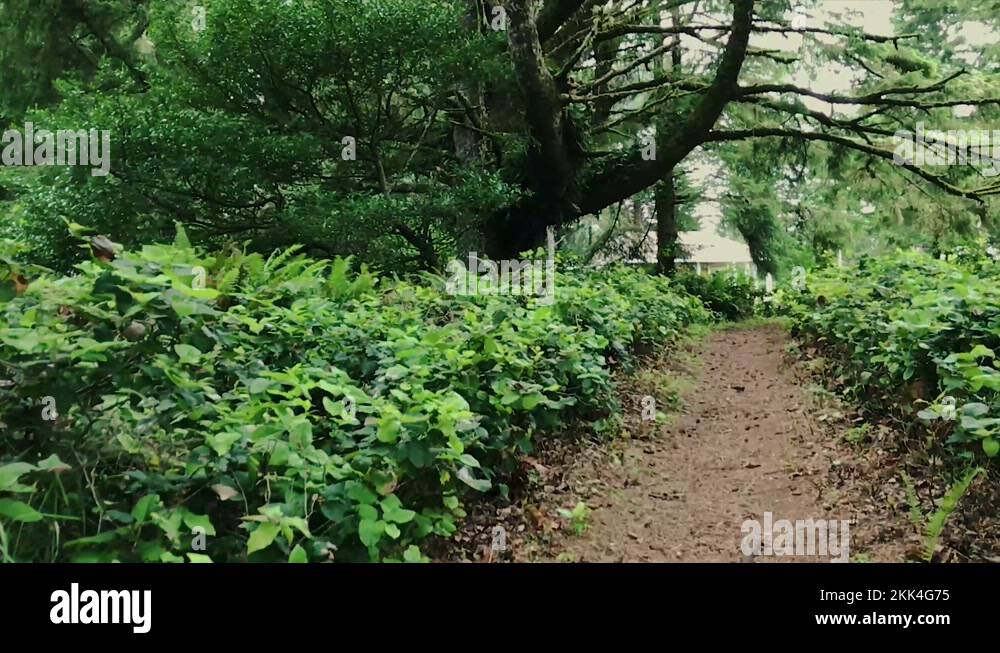 Fern covered trail Stock Videos & Footage - HD and 4K Video Clips - Alamy
