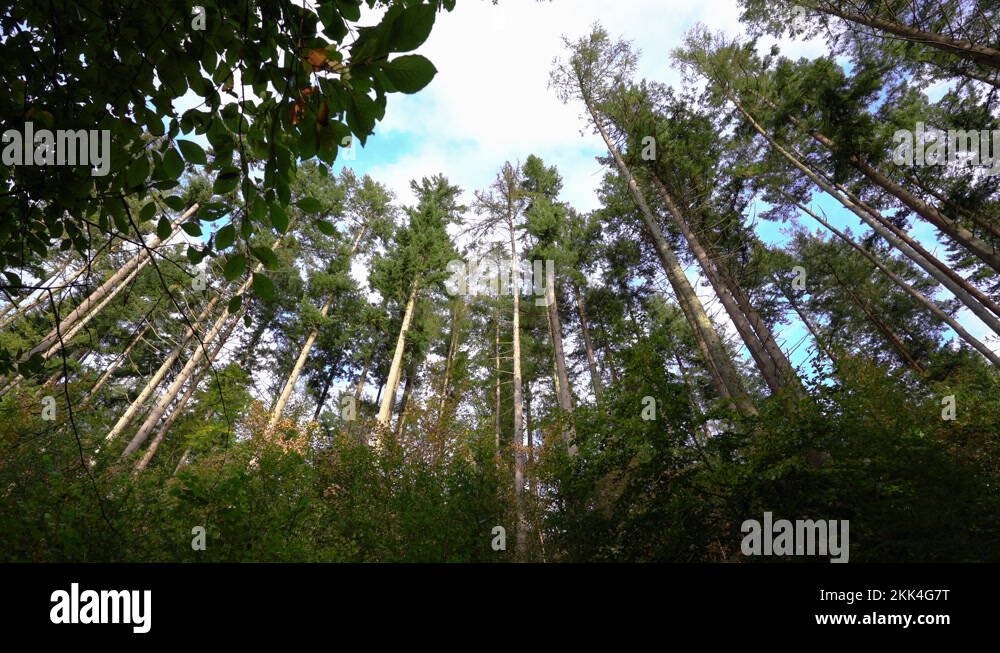 Beautiful tall Pine trees of the Ravensdale Forest Park in Ireland ...