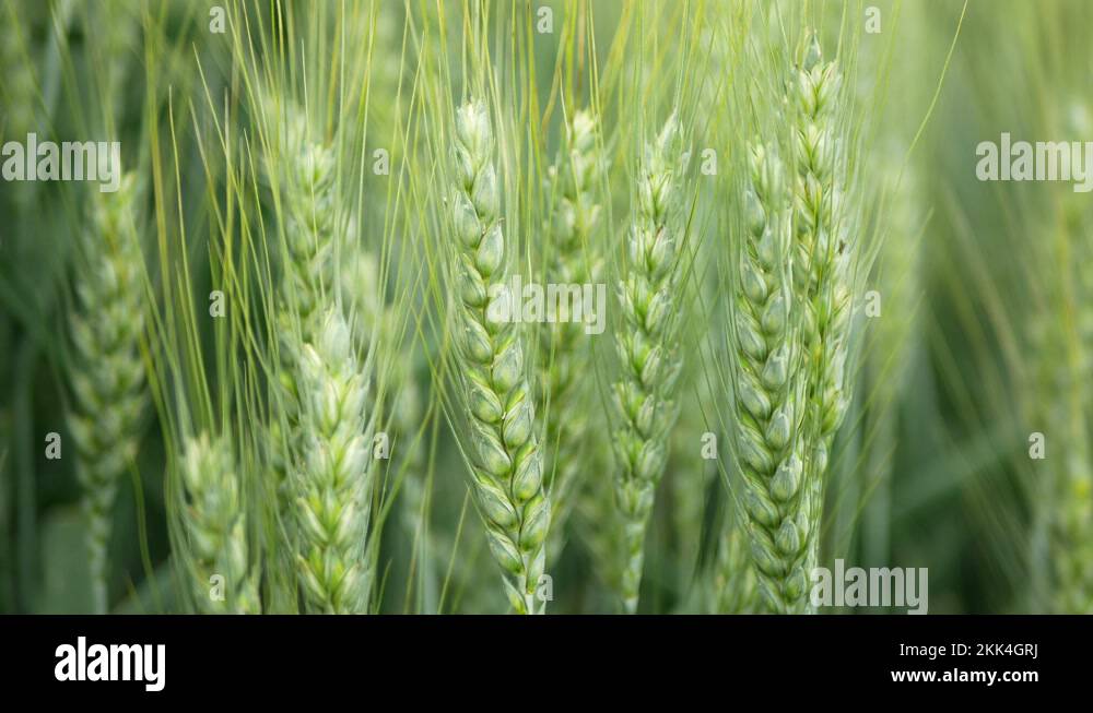 Rye common Stock Videos & Footage - HD and 4K Video Clips - Alamy