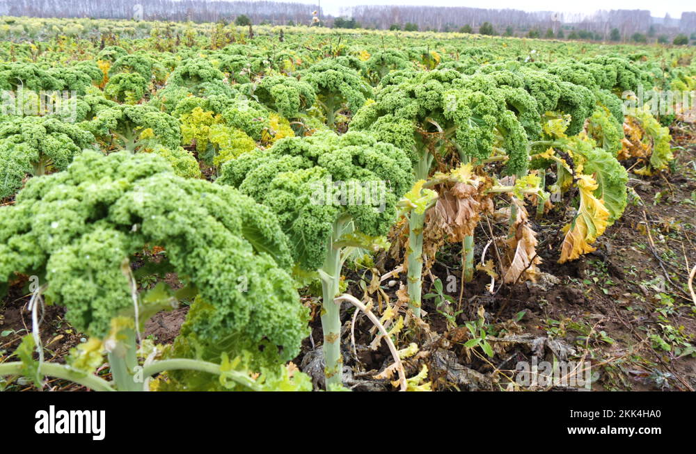 Palm kale Stock Videos & Footage - HD and 4K Video Clips - Alamy