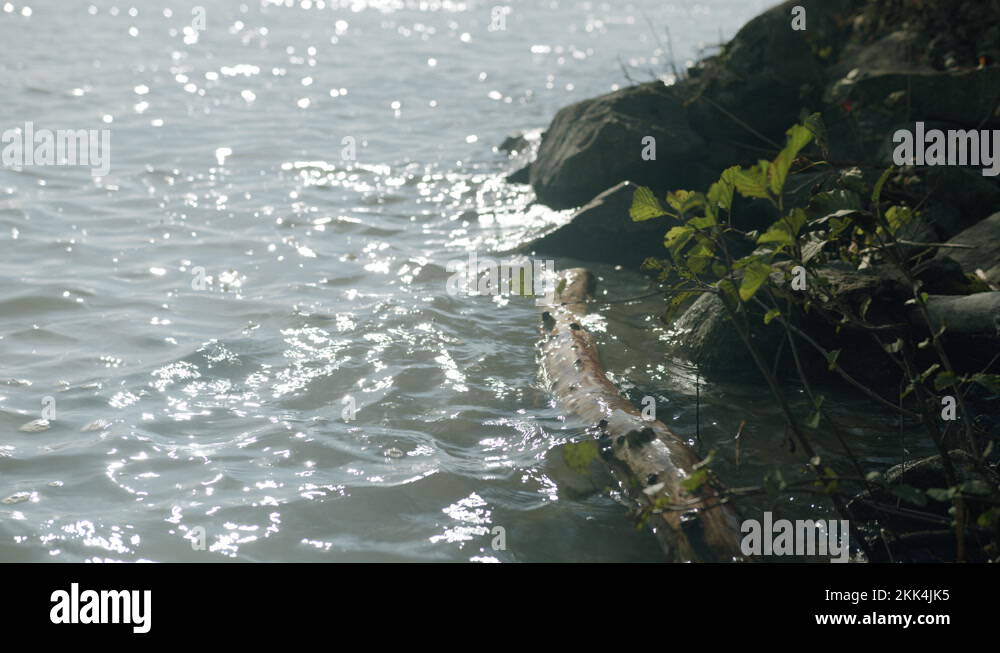 Log floating in water Stock Videos & Footage - HD and 4K Video Clips ...