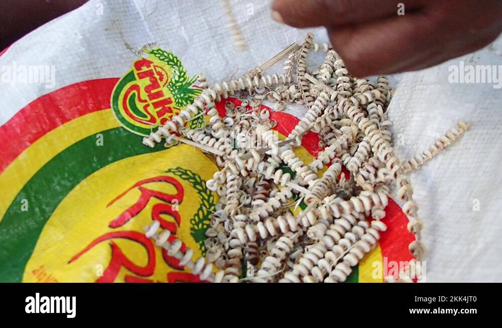 Seashell money Stock Videos & Footage - HD and 4K Video Clips - Alamy