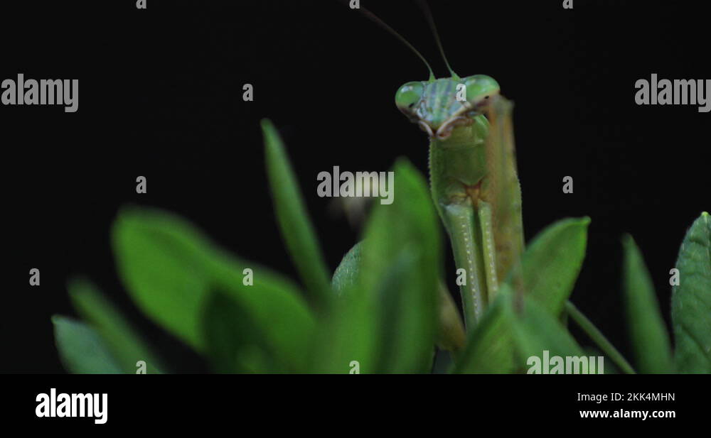 Mantodea is on a leaf Stock Videos & Footage - HD and 4K Video Clips ...