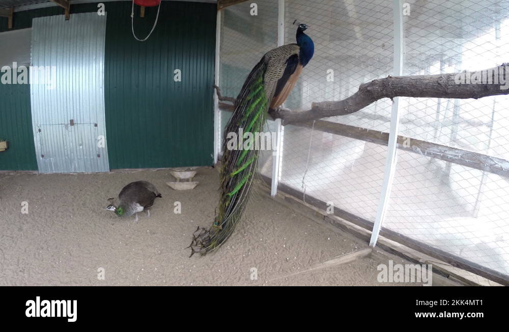 Peacock in an aviary Stock Videos & Footage - HD and 4K Video Clips - Alamy