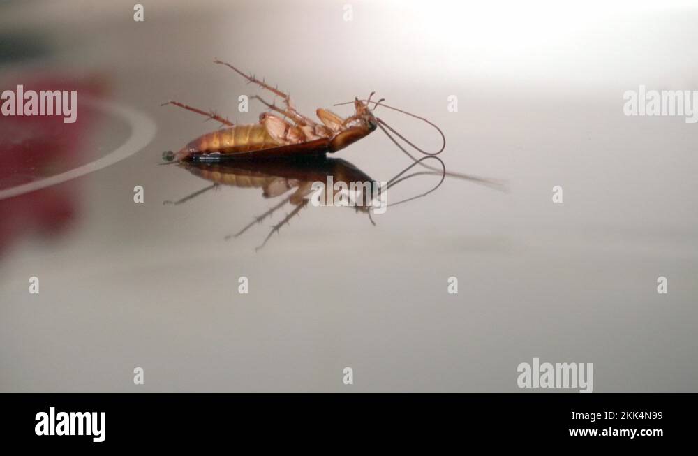A large cockroach lies on its back on the table with a reflection and ...