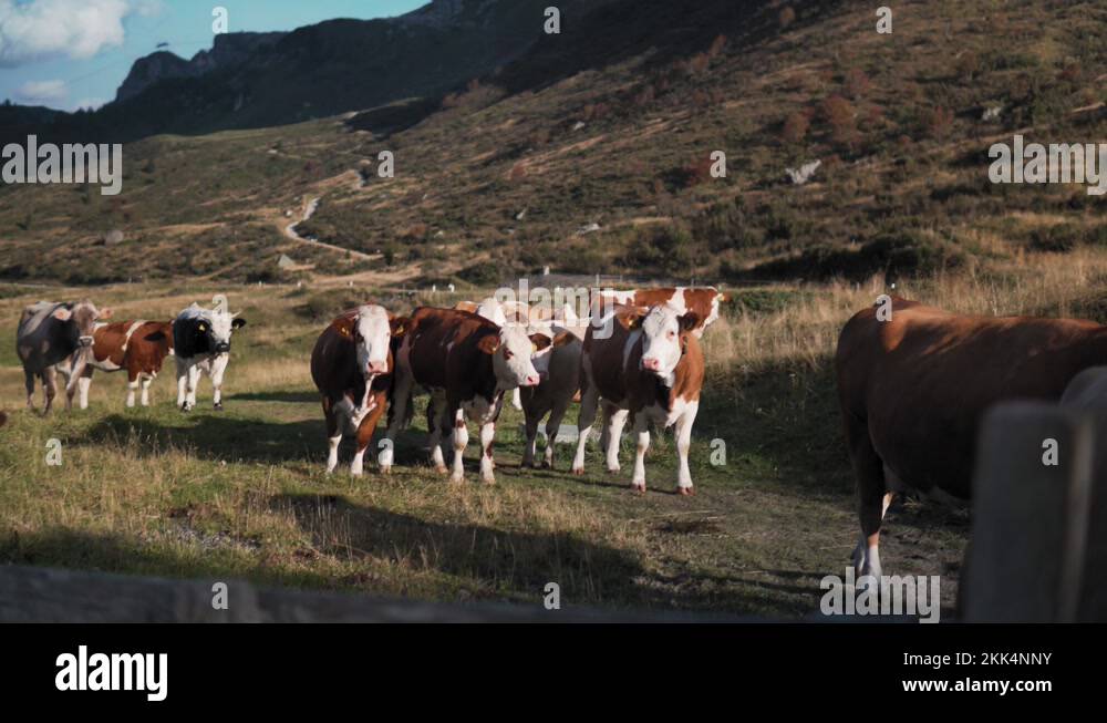 Cow fart pollution Stock Videos & Footage - HD and 4K Video Clips - Alamy