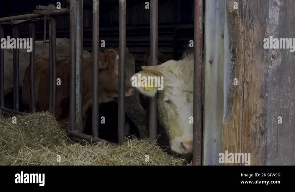 Germany wheat cow Stock Videos & Footage - HD and 4K Video Clips - Alamy