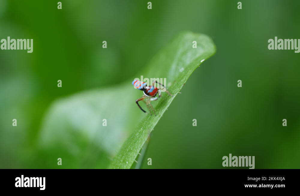 Maratus splendens Stock Videos & Footage - HD and 4K Video Clips - Alamy