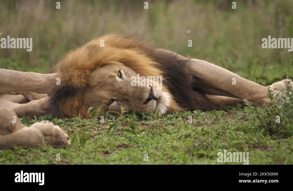 African Lion patriarch with collar resting with pride on green savanna ...