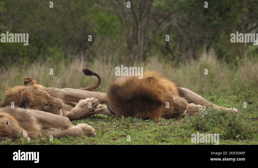 Father son lion male lion Stock Videos & Footage - HD and 4K Video ...