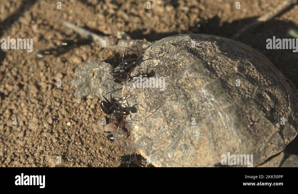 Black ants attack small turtle that died after exiting an egg, macro ...