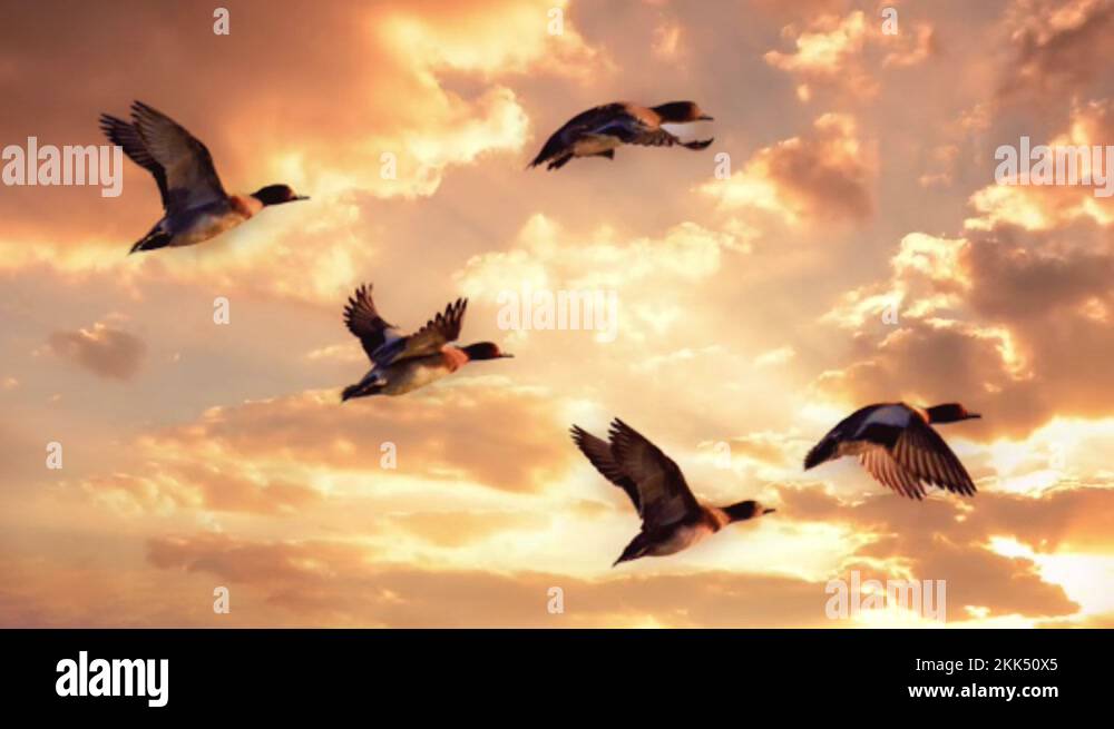Ducks flying into sunset Stock Videos & Footage - HD and 4K Video Clips ...