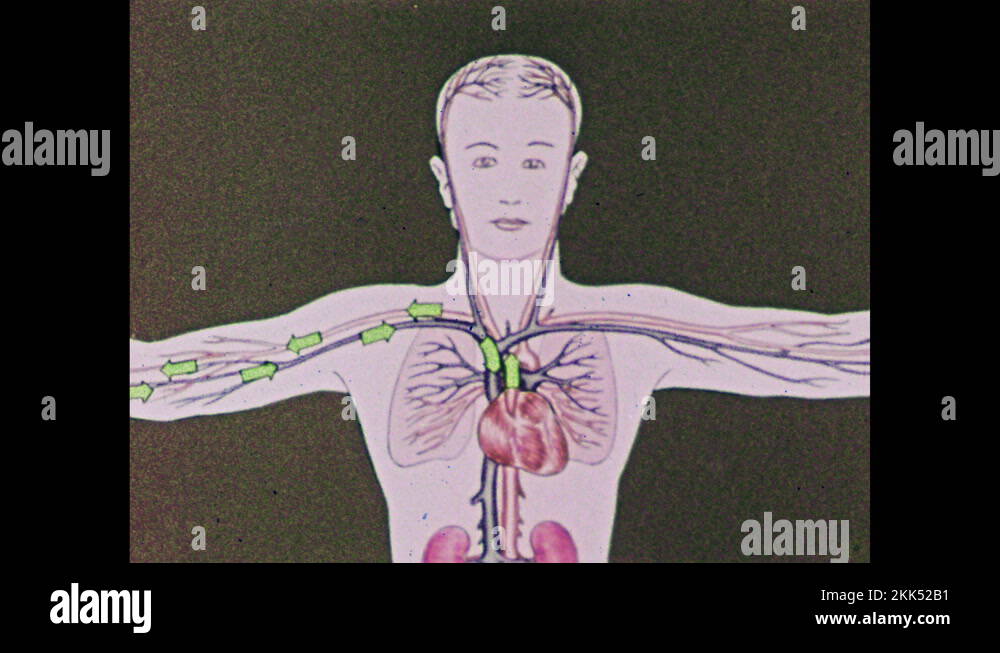 1950s: Diagram of blood moving through body. Diagram of heart and lungs ...