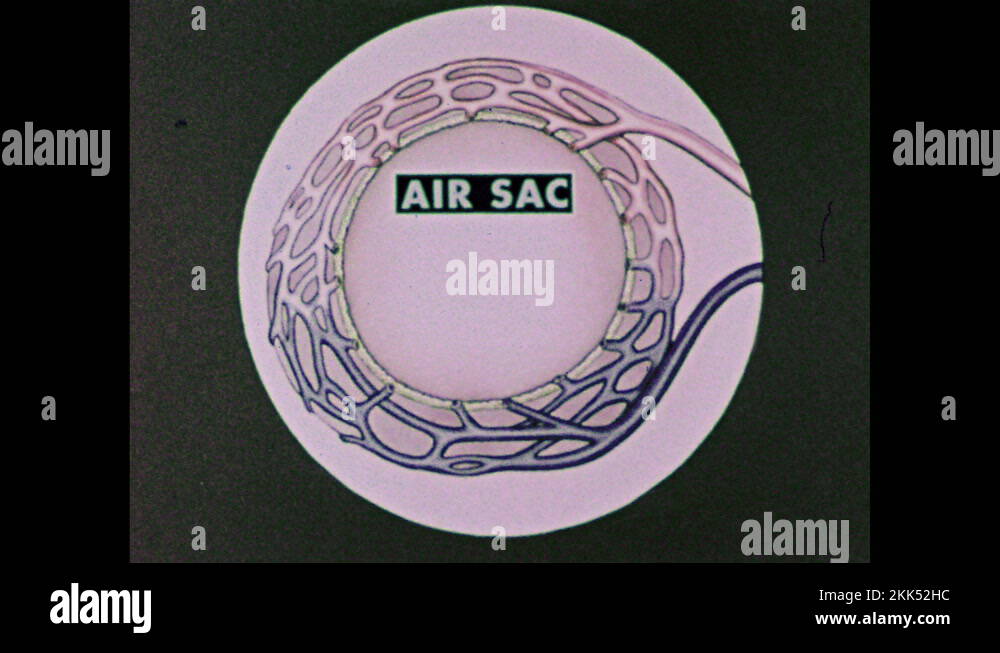 1950s: Close-up view of air sac and capillaries and their function ...