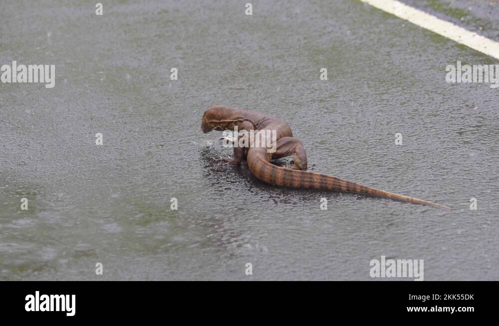 Bengal monitor india Stock Videos & Footage - HD and 4K Video Clips - Alamy