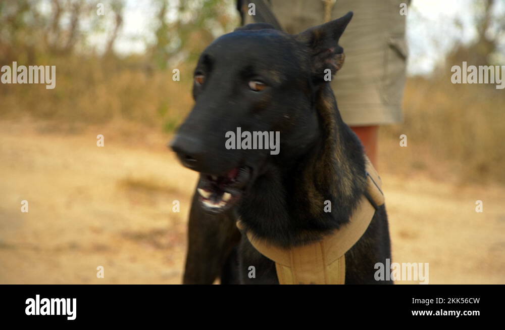 Anti poaching patrol Stock Videos & Footage - HD and 4K Video Clips - Alamy Anti poaching patrol Stock Videos & Footage - HD and 4K Video Clips - Alamy