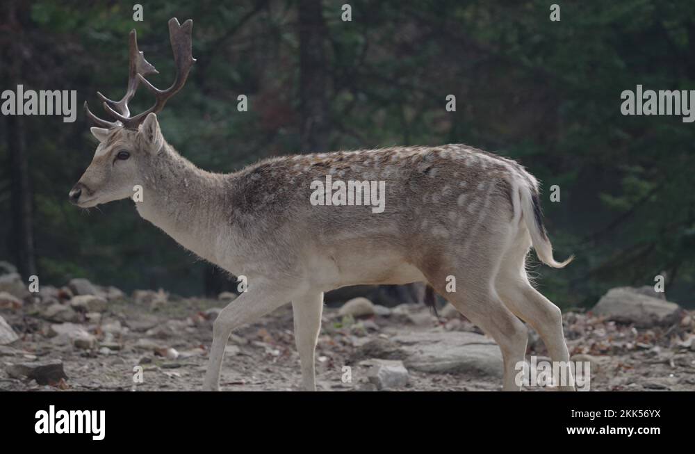 Spotted Deer - Chital Deer Walking In Parc Omega - Safari Park In ...