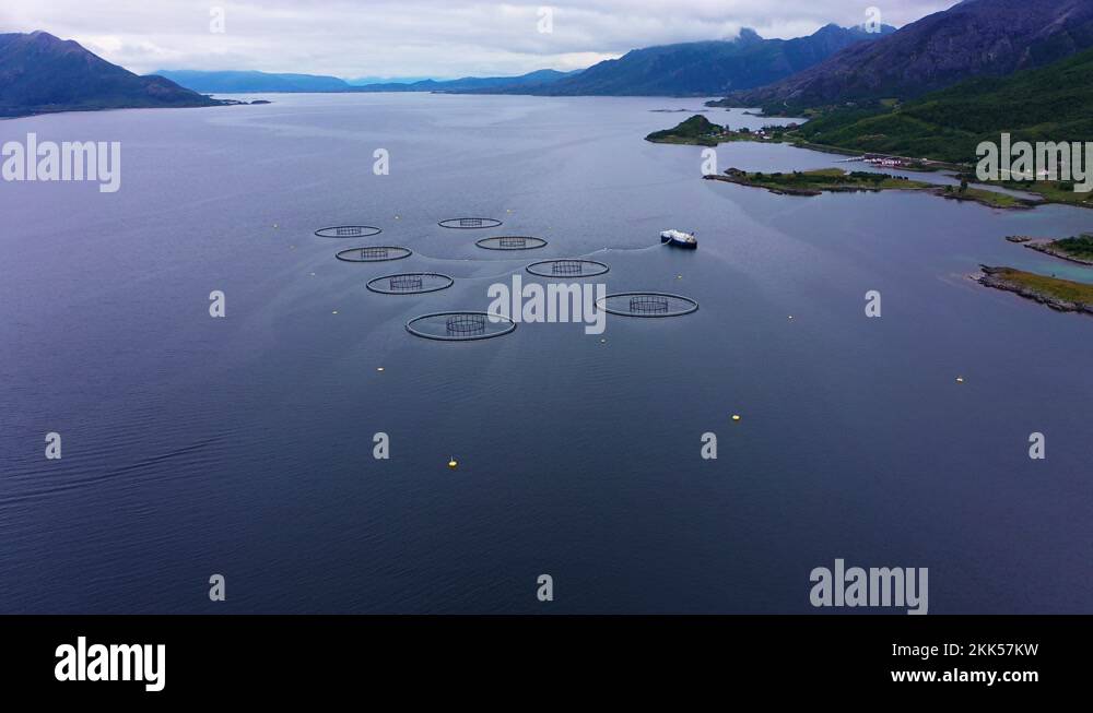 Salmon aquaculture is the fastest growing food production system in the ...