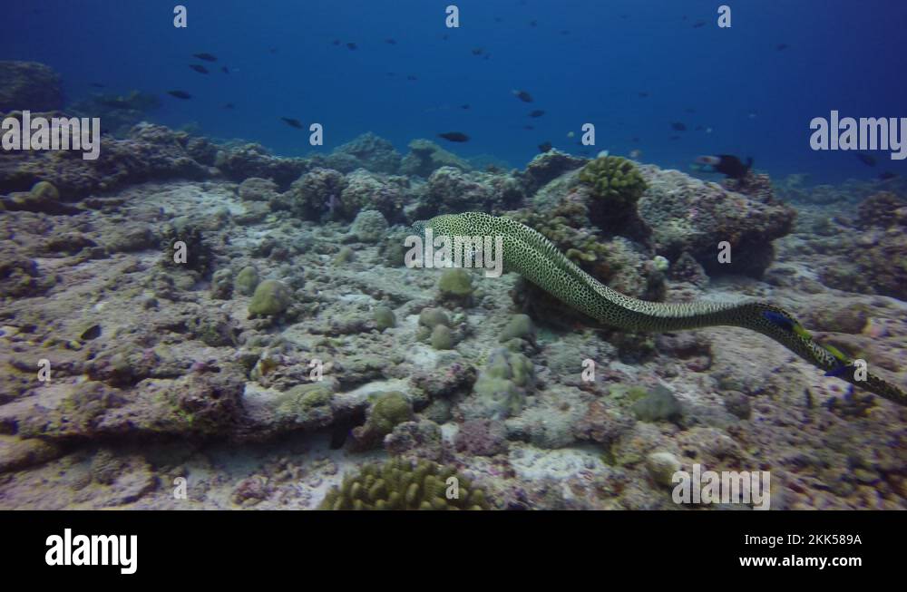 Honey comb moray eel swimming over a coral reef in the Maldives Stock ...