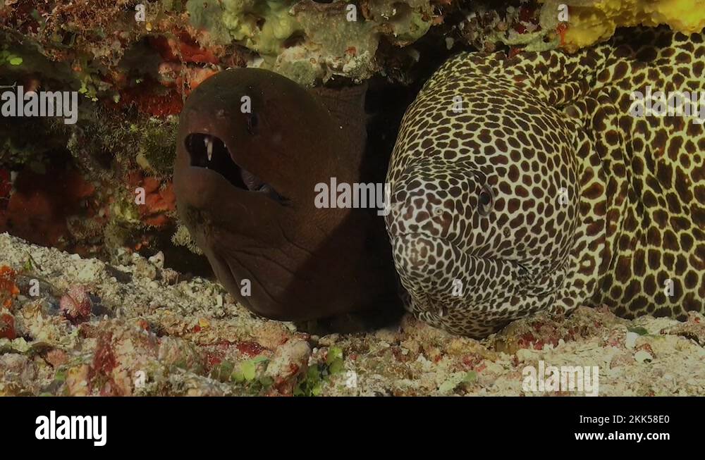 honeycomb moray eel sharing home with giant moray eel in the Maldives ...