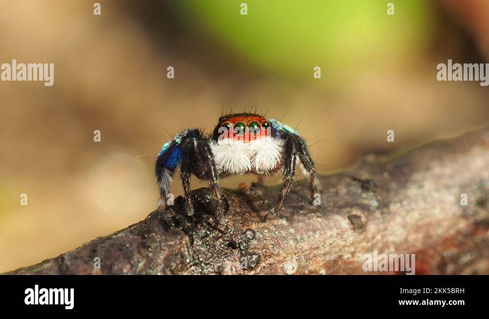 Spider natural habitat Stock Videos & Footage - HD and 4K Video Clips ...