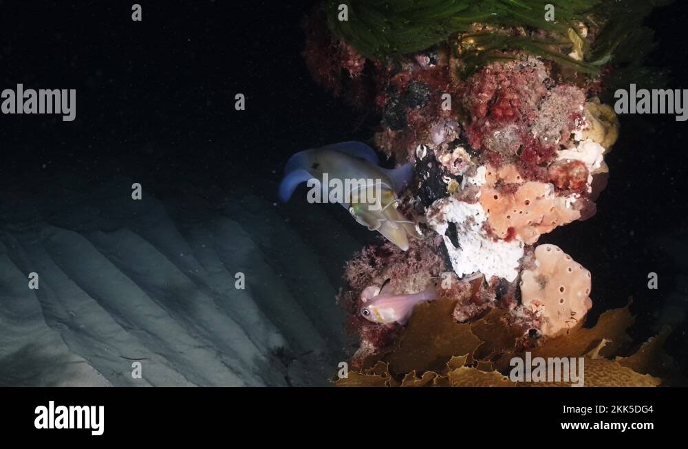 Squid catching Stock Videos & Footage - HD and 4K Video Clips - Alamy