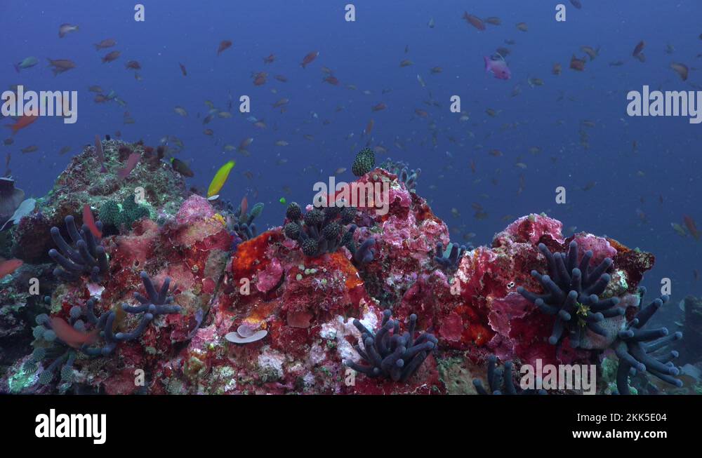 Fishes of philippines Stock Videos & Footage - HD and 4K Video Clips ...