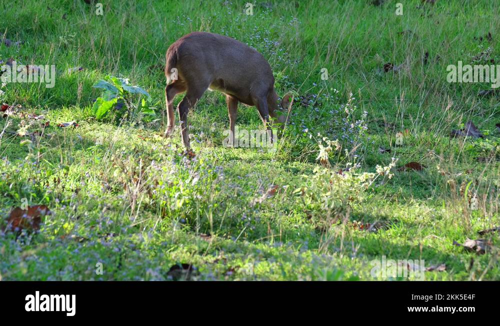 Indian Hog Deer, Hyelaphus porcinus; grazing on a grassland with ...