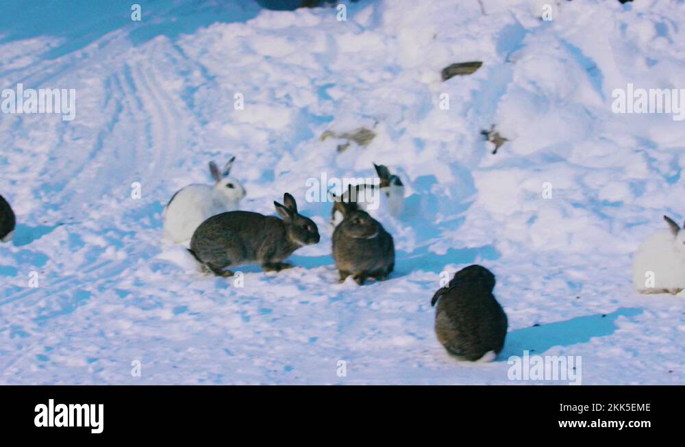 Rabbits rabbit shooting Stock Videos & Footage - HD and 4K Video Clips ...